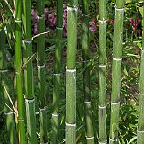 Phyllostachys prominens